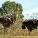 Somali Ostrich: Description de la sous-espèce, de la reproduction et du régime alimentaire 7508_2