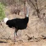 Somali Ostrich: Famaritana ny subspecies, famolavolana ary sakafo 7508_3