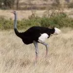 Somali Ostrich: Mô tả các phân loài, sinh sản và chế độ ăn uống 7508_6