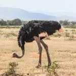 Somali Ostrich: Descripció de la subespècie, reproducció i dieta 7508_7