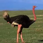 Somalia Ostrich: Deskripsi subspesies, reproduksi dan diet 7508_8