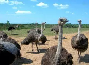Hoefolle jierren moatte ostrich wurde opbrocht foardat slachte en it gemiddelde libben fan fûgels