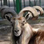Rolling Goat: Opis i gdzie marzec, status i pozycja w przyrodzie 7511_3