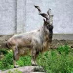 Rolling Goat: Opis i gdzie marzec, status i pozycja w przyrodzie 7511_5