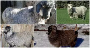 Paglalarawan at mga katangian ng mga kambing ng breed ng Dudona, ang mga patakaran ng nilalaman
