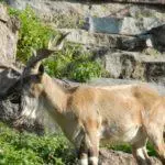 Rolling koza: popis a kde Marchur žije, postavení a pozice v přírodě 7511_8