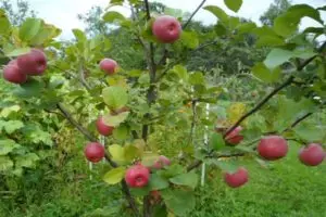 Apple Trees- ի բազմազանության բնութագրերը եւ նկարագրությունը `պտղաբերության ժամկետը եւ հիվանդություններին դիմադրությունը