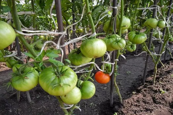 Grote tomaat