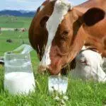 Kaj je mleko bolj uporabno kot krava ali koza: sestava in tabela razlik 7532_3