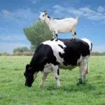 गाय किंवा बकरीपेक्षा किती दूध अधिक उपयुक्त आहे: फरक आणि फरक सारणी 7532_4