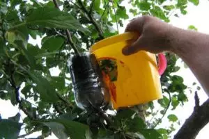 Metodat e mbarështimit të pemës së Apple në prerje në shtëpi në verë, kujdes bimore