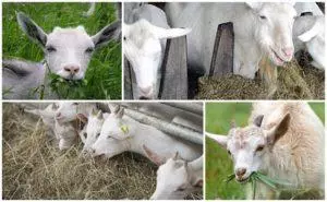 Bolje je nahraniti kozu kod kuće da napravi više mlijeka