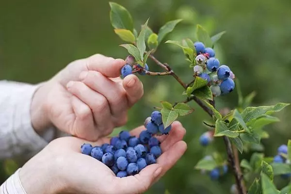 Bilberry Høsting
