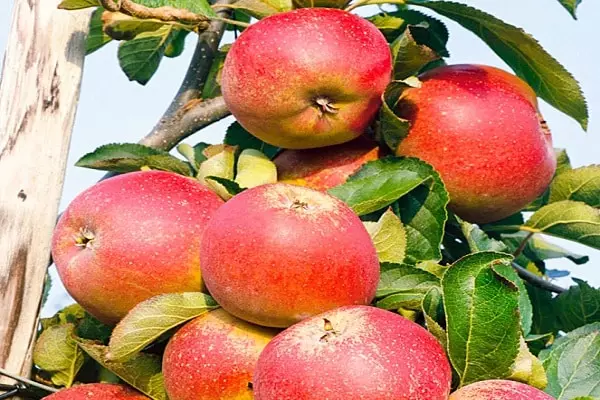 ပန်းသီးပင်မျိုးကွဲ