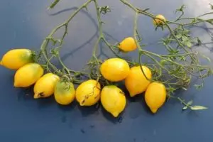 Описание на доматите от доматено цитрусови градини и неговите характеристики