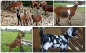 Popis a mliečne kozy Nubian Breed, ich farby a približné náklady