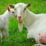 Козите имаат млеко со крв: причината и што да прават, ефективни методи на третман 7555_4