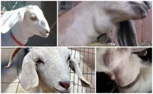 O que pode ser se a cabra tem uma colisão no pescoço e como detectar e enganar