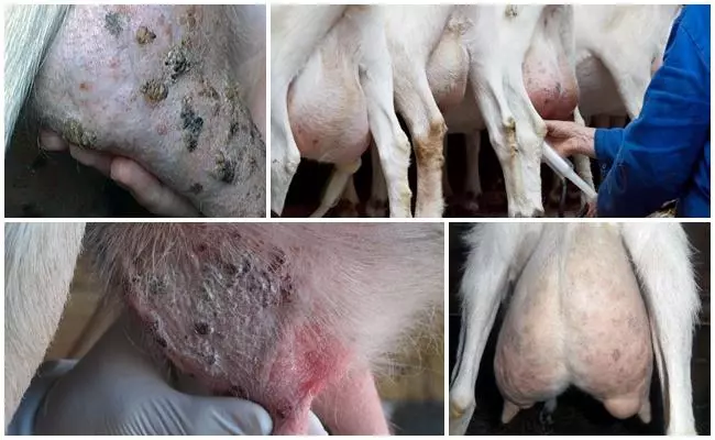 Причина появи крові в молоці у кози, що робити і методи лікування