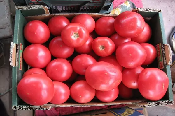Pomidor gutusy