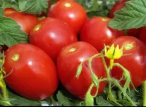 What is the determinant and intederminant variety of tomato, what better