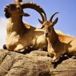 Mountain Goat: Kako izgleda in kje prebiva, sorte in imena 7575_3