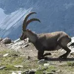 Mountain Goat: Kako izgleda in kje prebiva, sorte in imena 7575_4