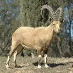 Mountain Goat: Kako izgleda in kje prebiva, sorte in imena 7575_5