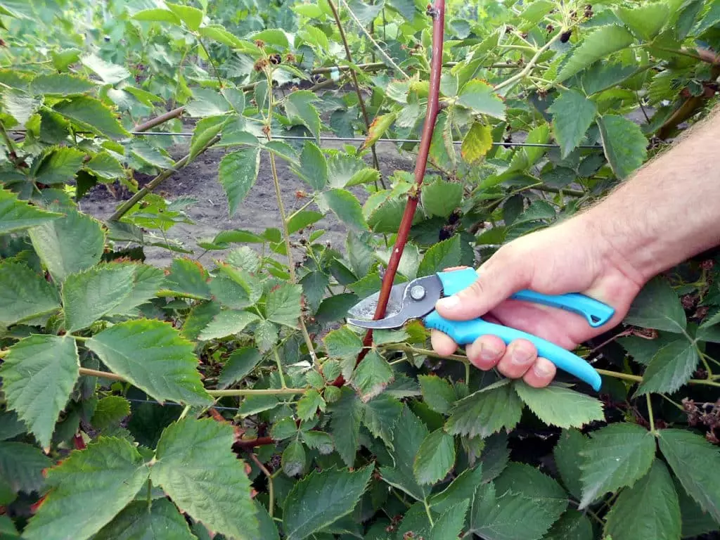 Podrezivanje Blackberry