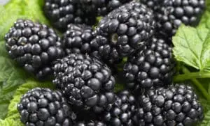描述沉默的黑莓，着陆，栽培和护理品种的描述