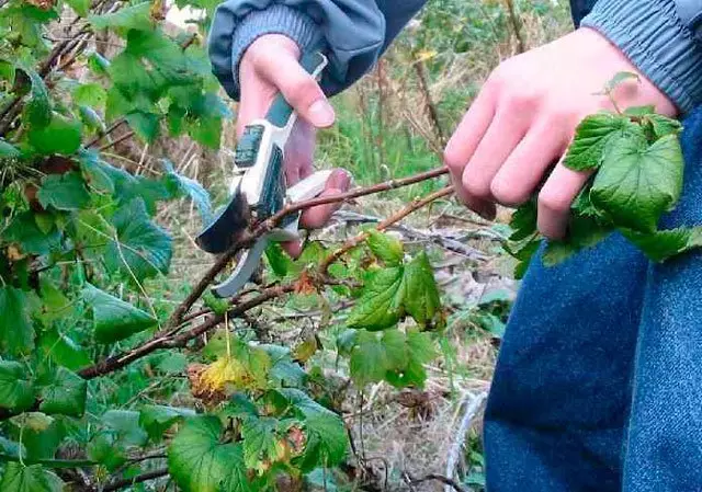 breeding blackberry