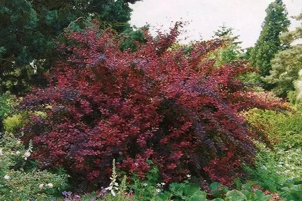 Colored Bush