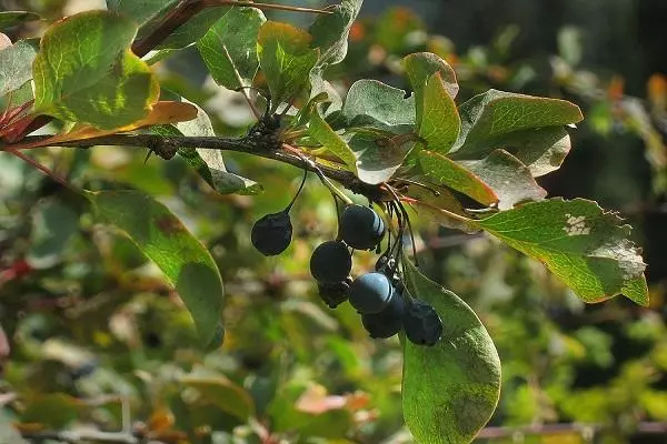 Bær på bushen
