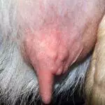 乳房のヤギスの山羊座標：それが治療と予防になることができるもの 7627_2