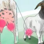 乳房のヤギスの山羊座標：それが治療と予防になることができるもの 7627_8