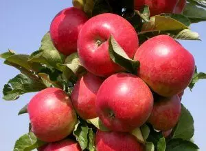 Descrición e características de variedades de árbores de mazá colonid Elite, rexións para o cultivo