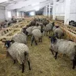 Temperatura del cuerpo en ovejas: la norma en promedio y lo que es causado por las desviaciones. 7649_1