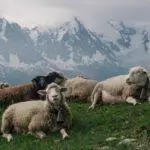 Suhu badan di dalam domba: norma secara purata dan apa yang disebabkan oleh penyimpangan 7649_3
