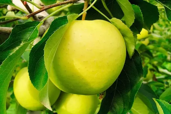 Ανανά δέντρων μήλων: Περιγραφή και χαρακτηριστικά ποικιλίας, αναπτυσσόμενες περιοχές με φωτογραφίες