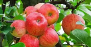 Mô tả và đặc điểm của sự đa dạng của Apple Idared, lịch sử và sự tinh tế của Gring