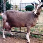 La capra dopo l'Okhot non mangia e non beve: possibili ragioni che cosa fare e come trattare 7665_4