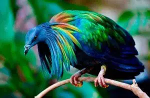 ชื่อสปีชีส์และสายพันธุ์ของนกพิราบป่าคำอธิบายและลักษณะของพวกเขา