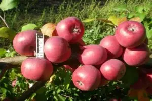 Omadused ja Apple Tree Grade Bayani omadused ja kirjeldus, kasvavate ja aednike piirkonnad