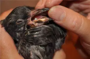 Simptomi trihomozoze v golobih, pripravah na zdravljenje in preprečevanje