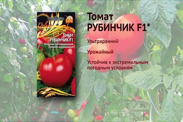 Odmiana pomidorów Rubinch.