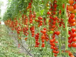 Características e descrición da variedade de bolsas de tomate, o seu rendemento