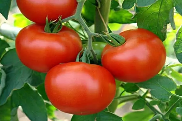 ٹماٹر ٹماٹر کی خصوصیات اور وضاحت کی وضاحت F1، Dachnik جائزے