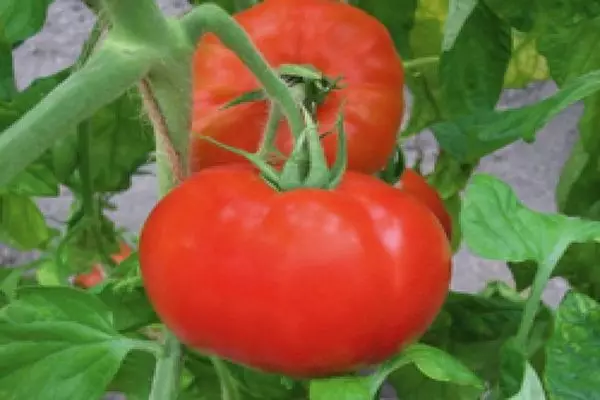томат полонез