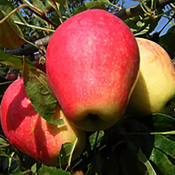 Õunapuude mamina tassid