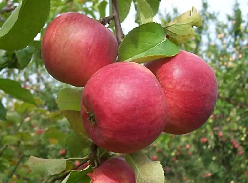 Apple stablo mamina šalice